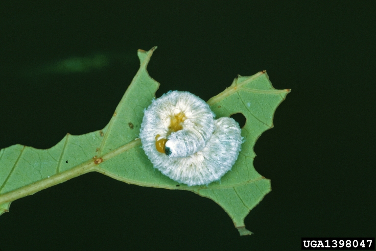 dogwood sawfly (Macremphytus tarsatus (Say))