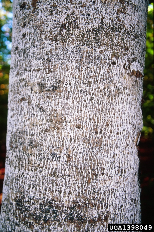 beech scale (Cryptococcus fagisuga)