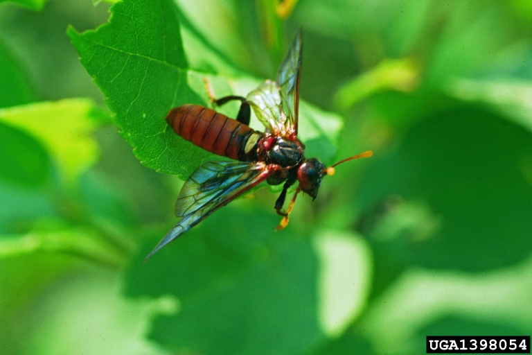 elm sawfly (Cimbex americana)