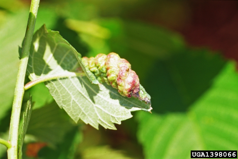 Elm Aphids