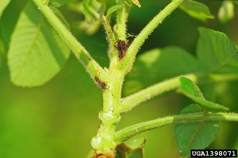walnut shoot moth (Acrobasis demotella Grote)