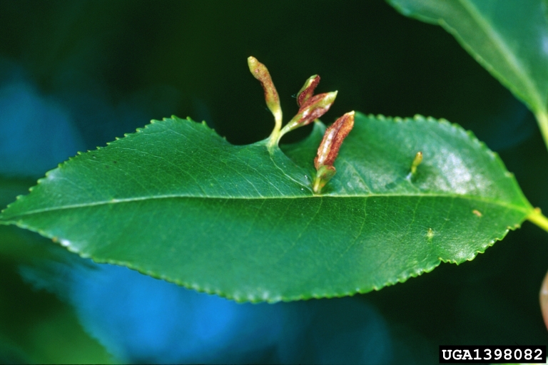Eriophyid mite (Family Eriophyidae)
