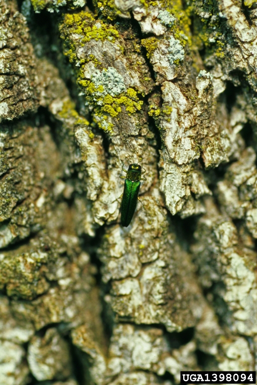 emerald ash borer (Agrilus planipennis Fairmaire, 1888)