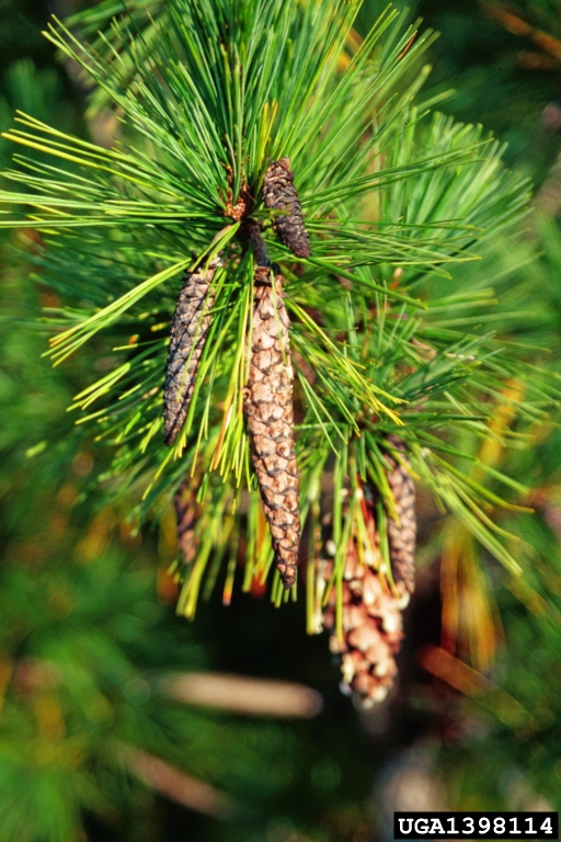 white pine cone beetle (Conophthorus coniperda)