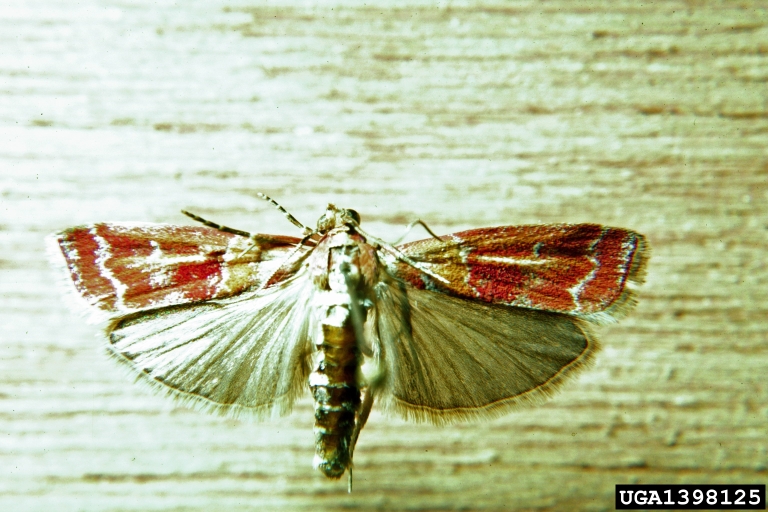 webbing coneworm (Dioryctria disclusa)