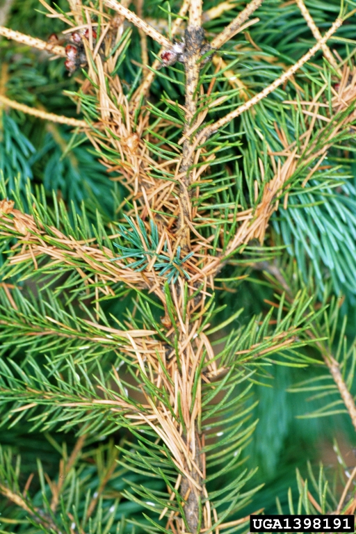 spruce needleminer (Taniva albolineana (Kearfott, 1907))