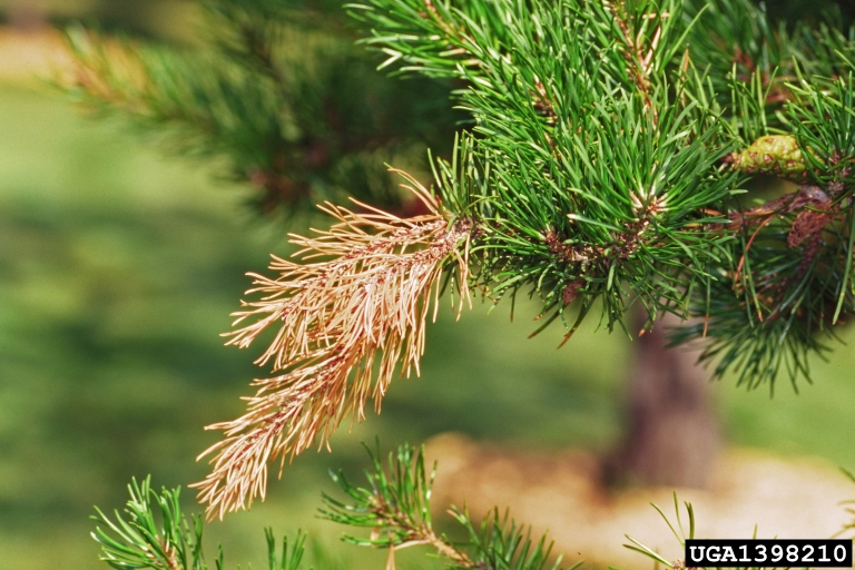 red pine cone beetle (Conophthorus resinosae Hopkins, 1915)