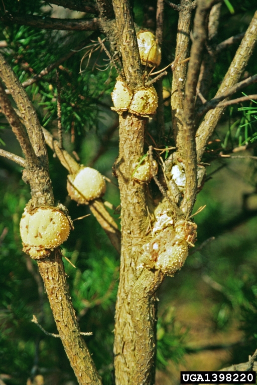 eastern pine gall rust (Cronartium quercuum (Berk.) Miyabe ex Shirai)