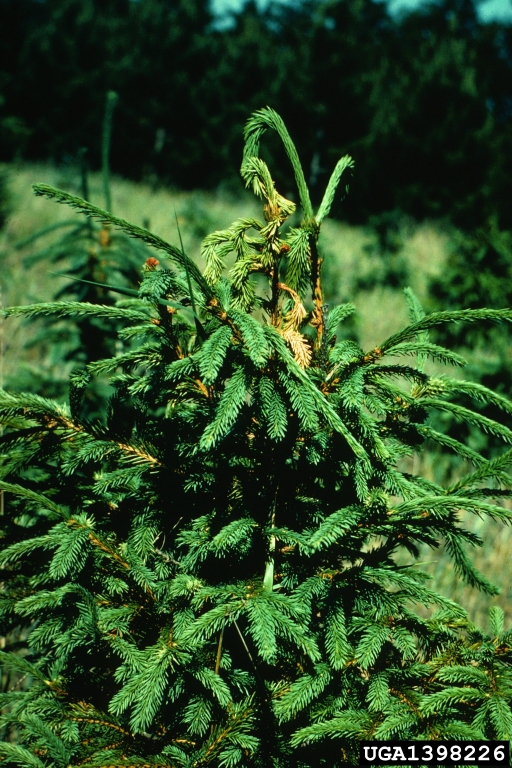 white pine weevil (Pissodes strobi (Peck, 1817))