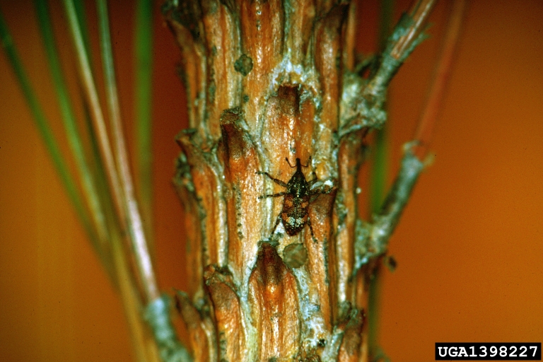 white pine weevil (Pissodes strobi (Peck, 1817))