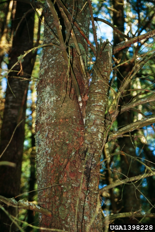 white pine weevil (Pissodes strobi (Peck, 1817))
