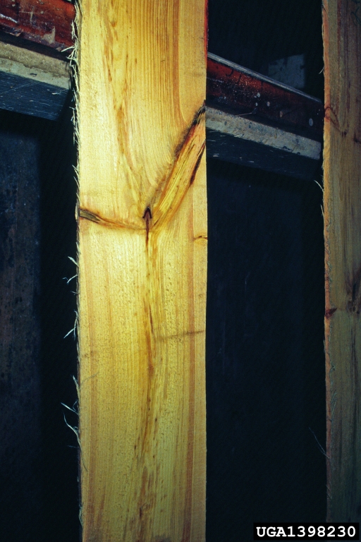 white pine weevil (Pissodes strobi (Peck, 1817))