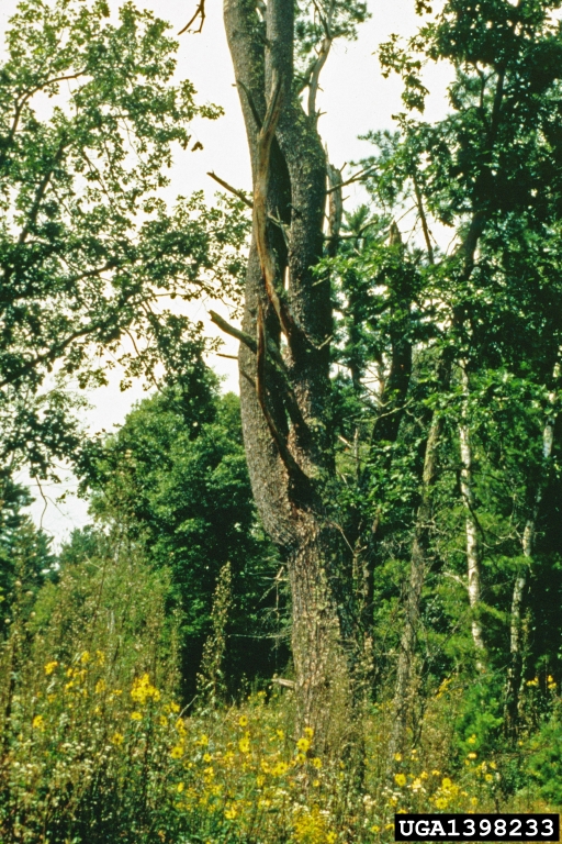 white pine weevil (Pissodes strobi)