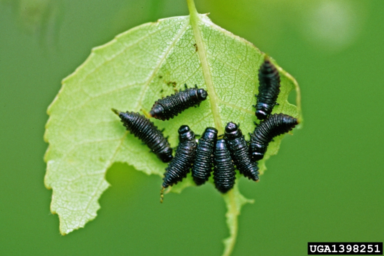 American aspen beetle (Gonioctena americana (Schaeffer, 1924))