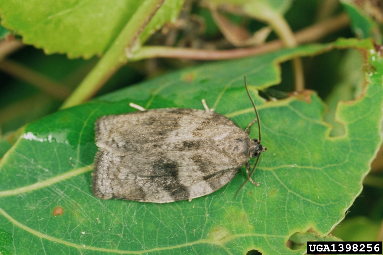 large aspen tortrix (Choristoneura conflictana)