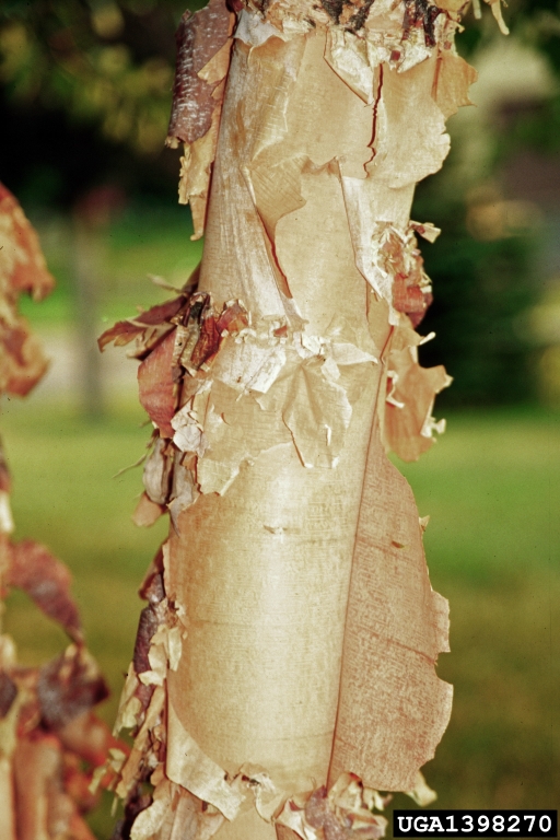 river birch (Betula nigra)