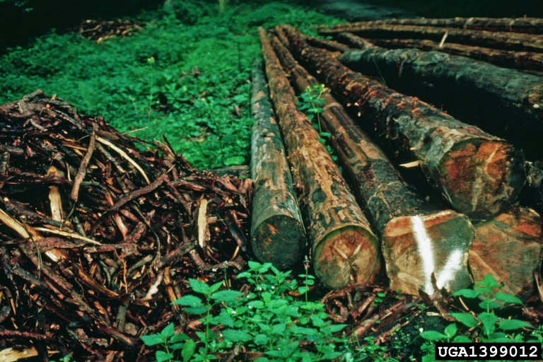 annosum root disease (Heterobasidion annosum)