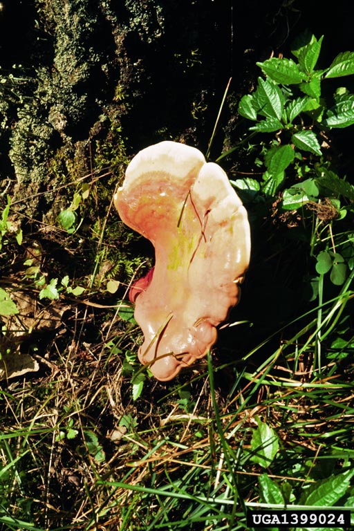 Ganoderma root and butt rot (Ganoderma lucidum (Curtis) P. Karst.)