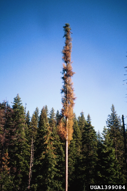 larch dwarf mistletoe (Arceuthobium laricis (Piper) St. John)