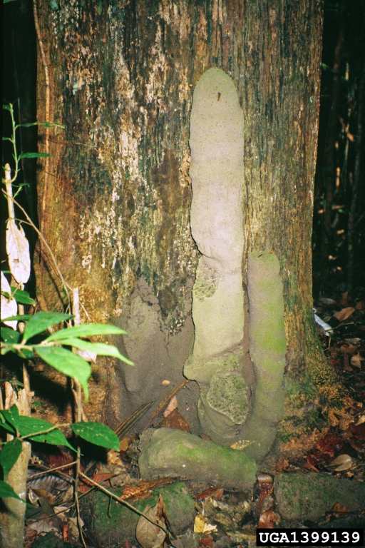 termites (Order Isoptera)