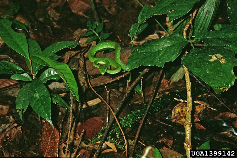 snakes (Suborder Serpentes)