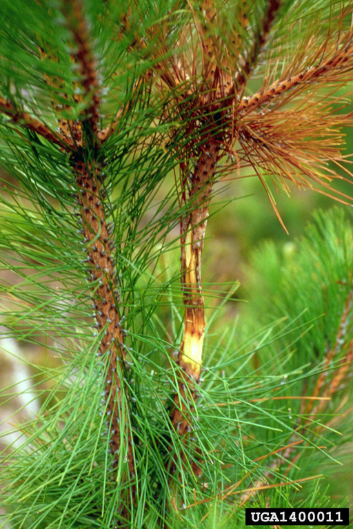 Diplodia blight (Sphaeropsis sapinea)