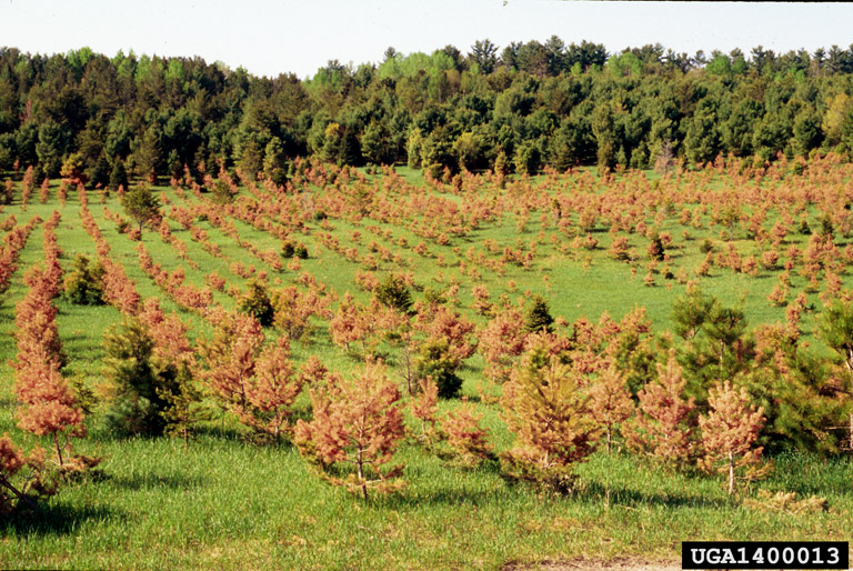 desication (wind burn)