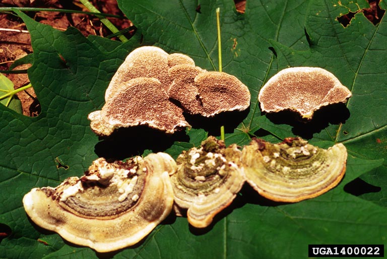 canker rot (Cerrena unicolor)