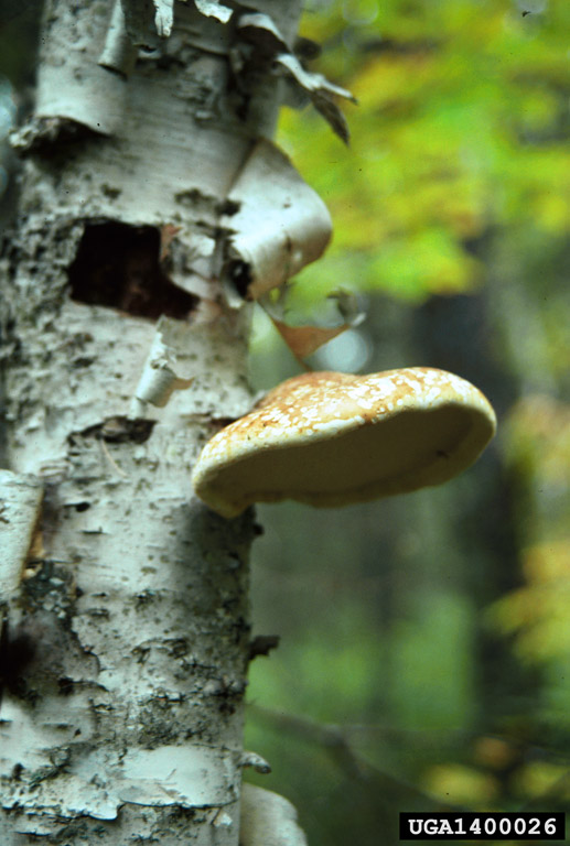 birch conk (Piptoporus betulinus)