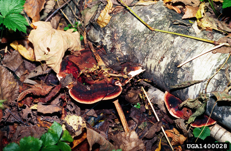 resinous polypore (Ischnoderma resinosum Fr.)