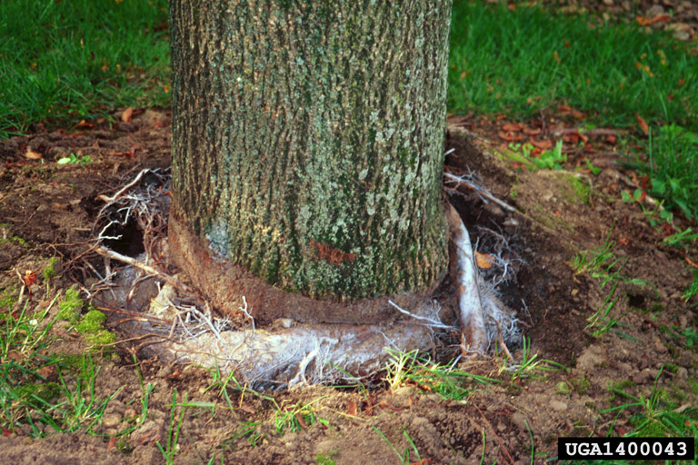 stem girdling roots