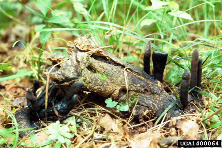 Xylaria root rots (Genus Xylaria Hill ex Schrank)