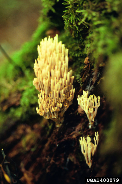 Ramaria fungi (Genus Ramaria)