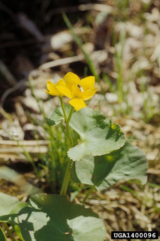 yellow marsh marigold (Caltha palustris)