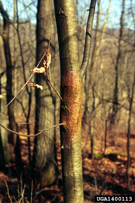 chestnut blight or canker (Cryphonectria parasitica (Murrill) M.E. Barr)