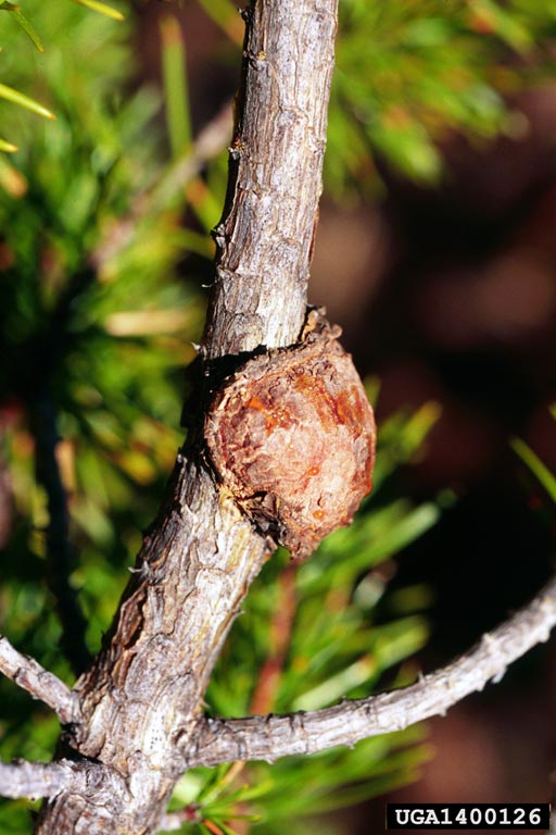 gall rust of jack pine (Cronartium quercuum f.sp. banksianae)