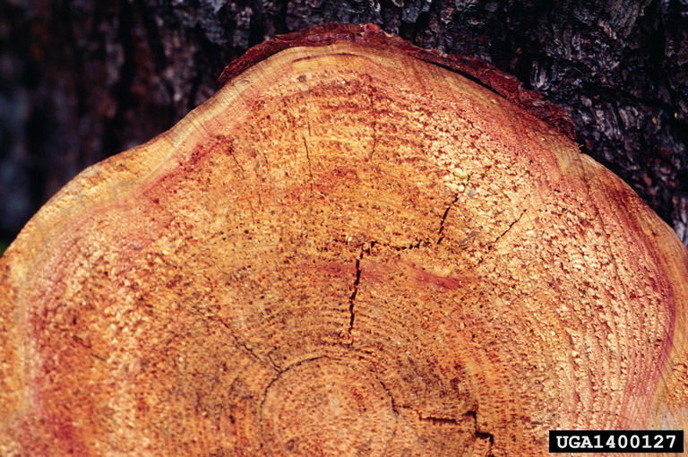 Tomentosus root disease (Onnia tomentosa (Fr.:Fr.) S. Teng)