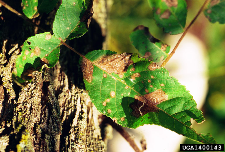 zonate leaf spot (Grovesinia pyramidalis M.N. Cline, J.L. Crane & S.D ...