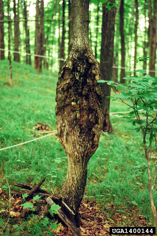 Eutypella canker (Eutypella parasitica)