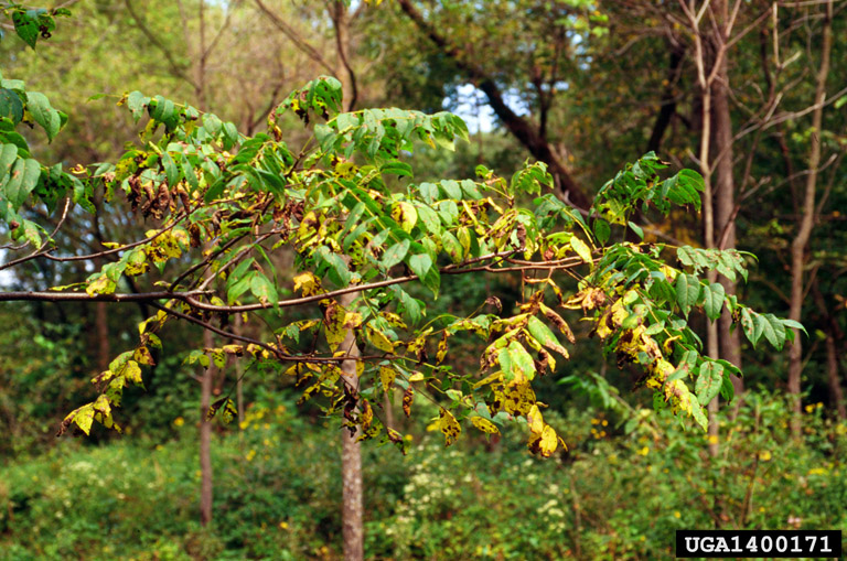 zonate leaf spot (Grovesinia pyramidalis M.N. Cline, J.L. Crane & S.D ...