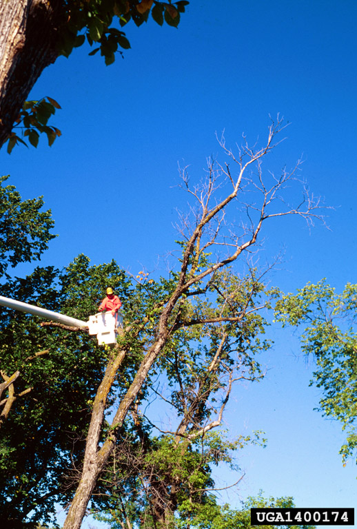 Dutch elm disease (Ophiostoma ulmi (Buisman) Nannf.)