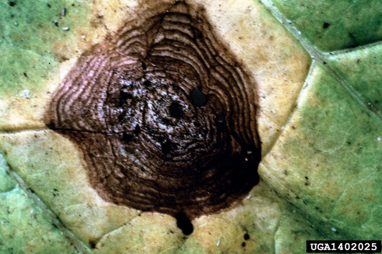 brown spot (Alternaria alternata)