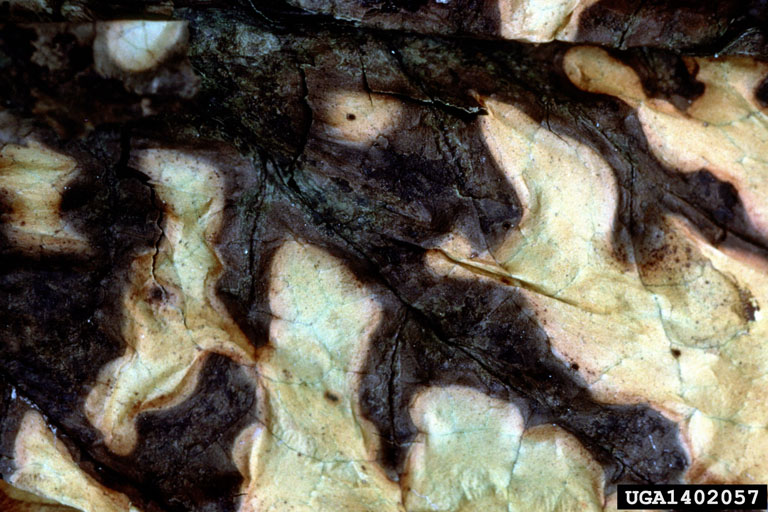 bacterial barn rot (Family Enterobacteriaceae)
