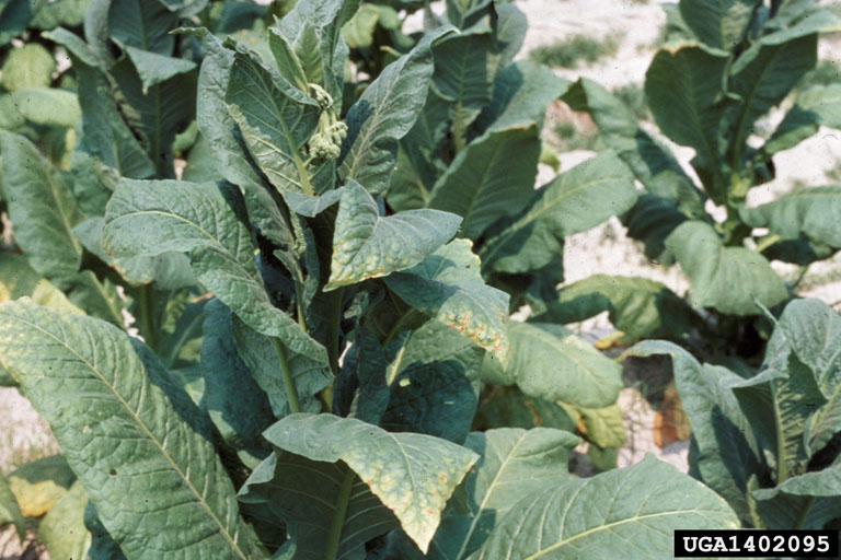 potassium deficiency