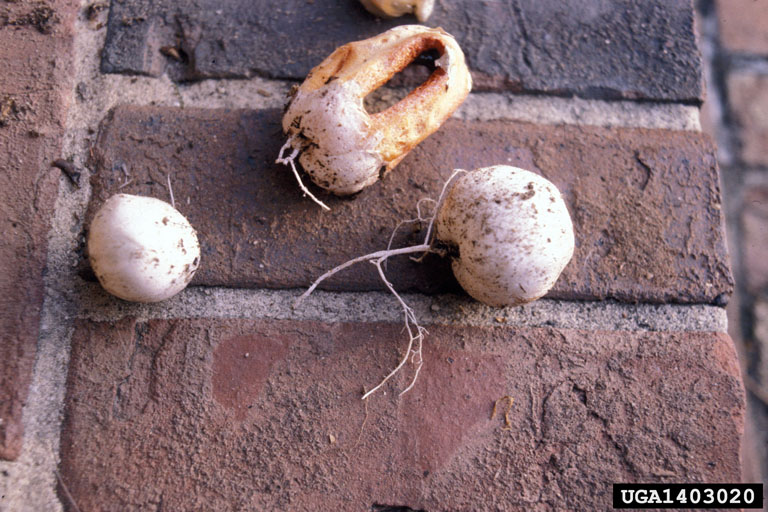 stinkhorn mushroom (Linderia columnata (Bosc) G. Cunn.)