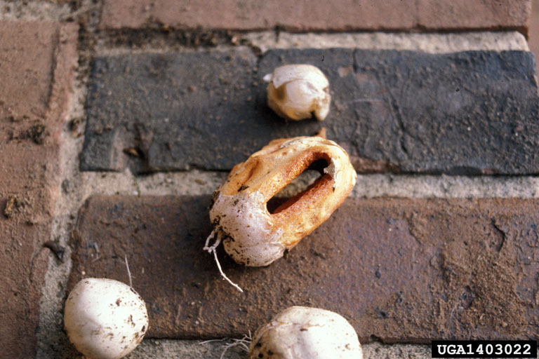stinkhorn mushroom (Linderia columnata (Bosc) G. Cunn.)