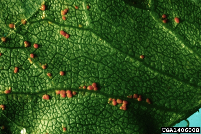 pine needle rust (Coleosporium asterum)