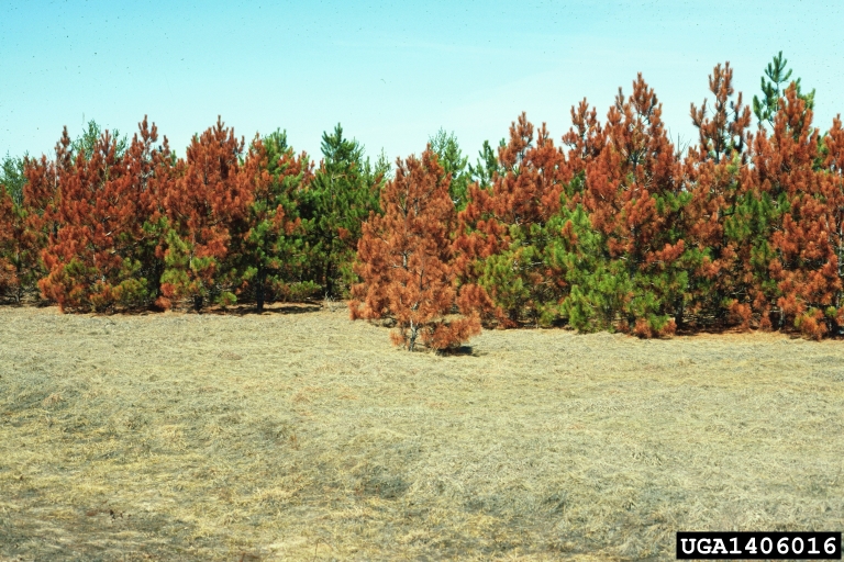 Diplodia tip blights (Genus Diplodia Fr.)