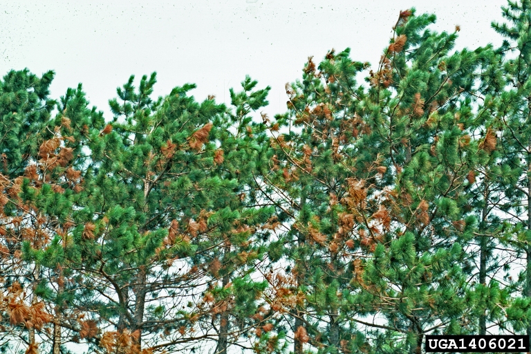 Diplodia sapinea De Not.