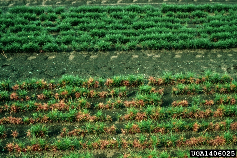 Diplodia blight (Sphaeropsis sapinea)